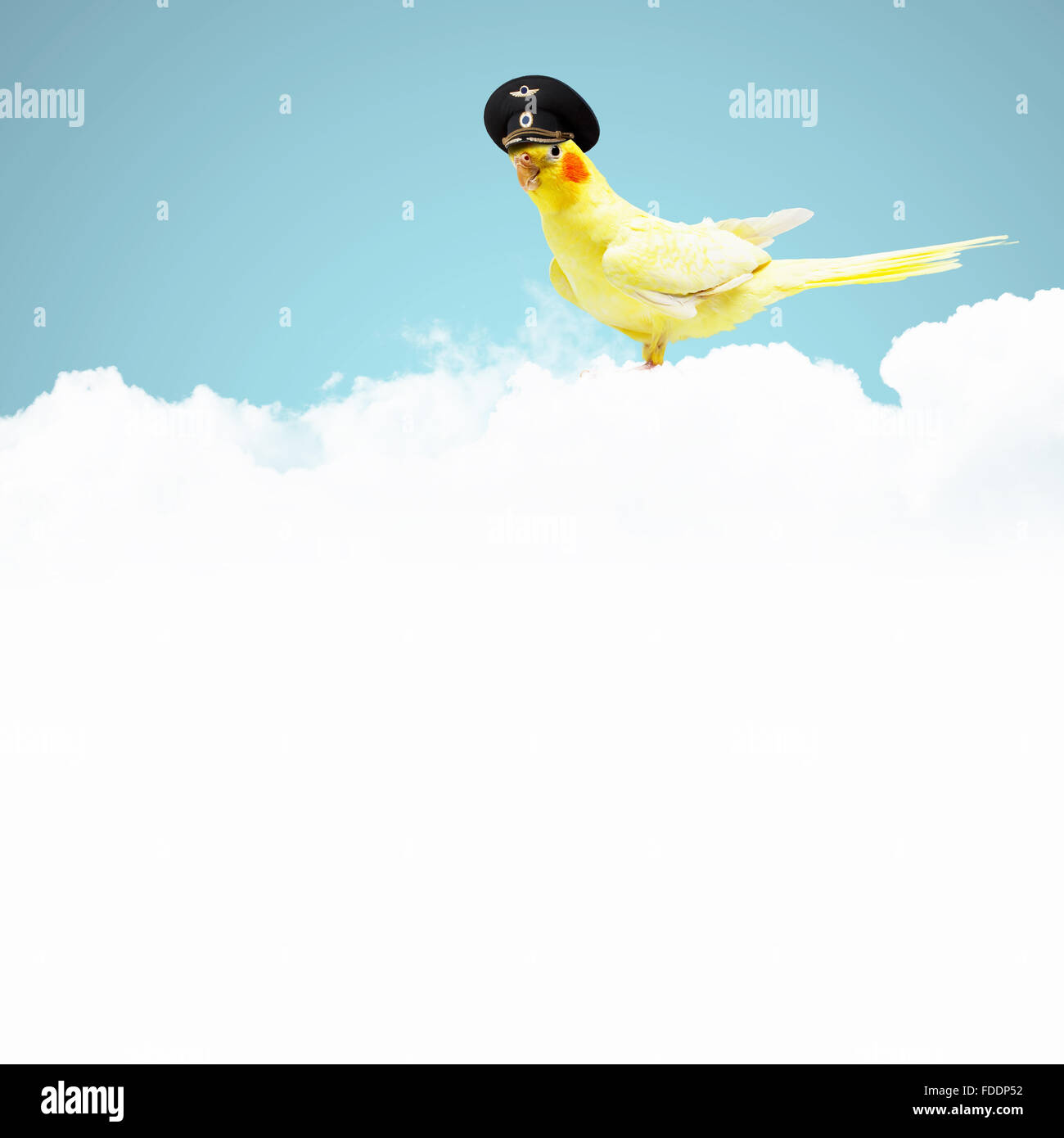 Image of funny parrot in funny hat Stock Photo - Alamy