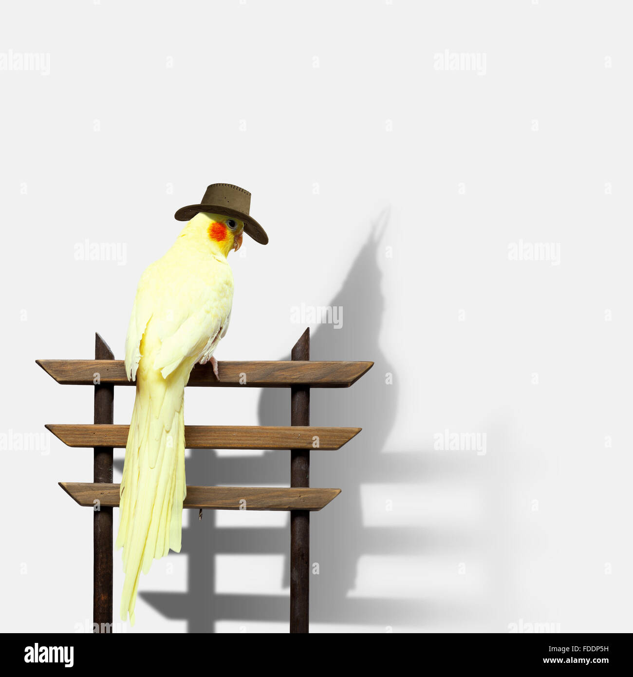 Yellow feather hat hi-res stock photography and images - Alamy