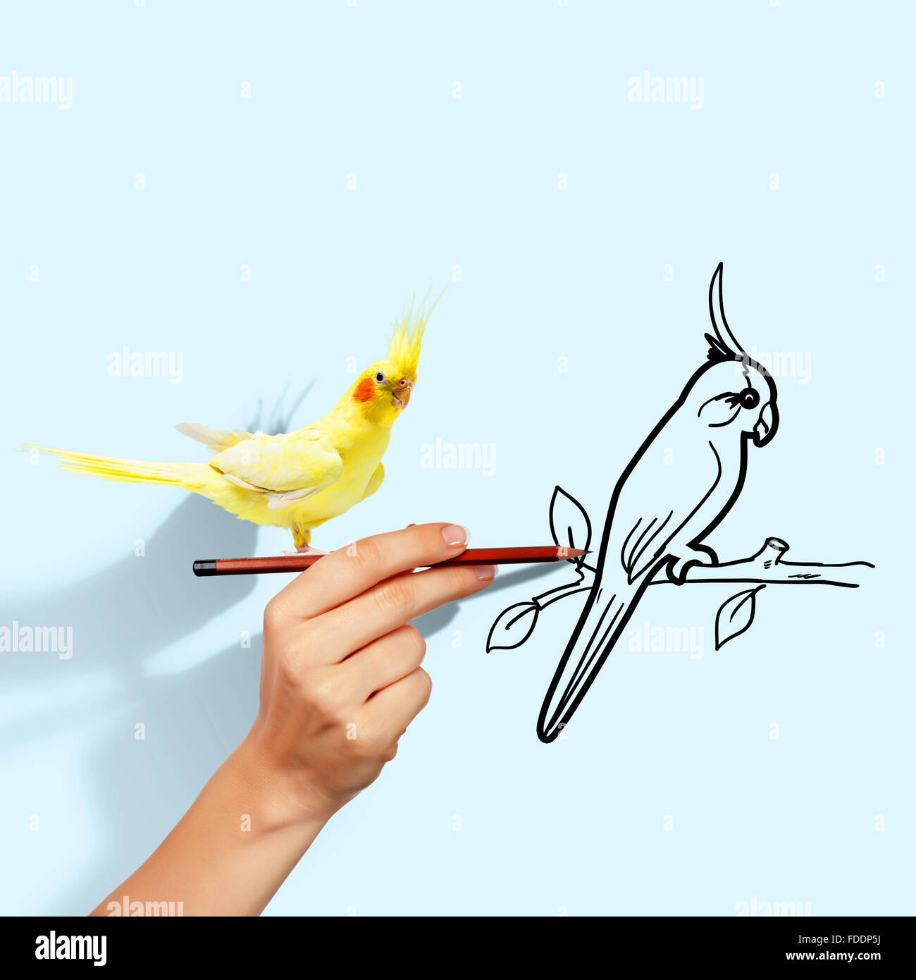 Image of parrot sitting on human hand Stock Photo - Alamy