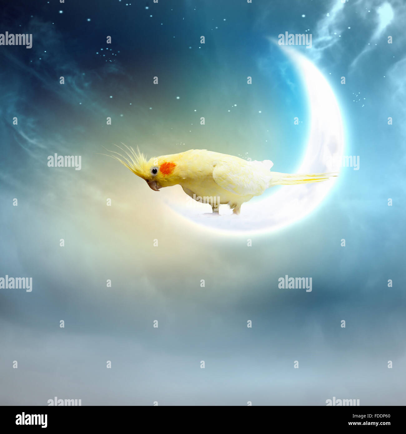 Image of yellow parrot sitting on moon Stock Photo - Alamy