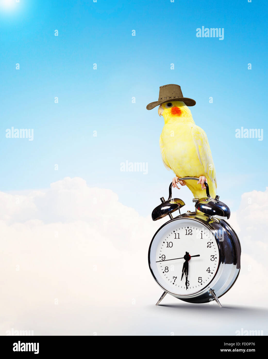 Image of yellow parrot sitting on alarm clock Stock Photo - Alamy