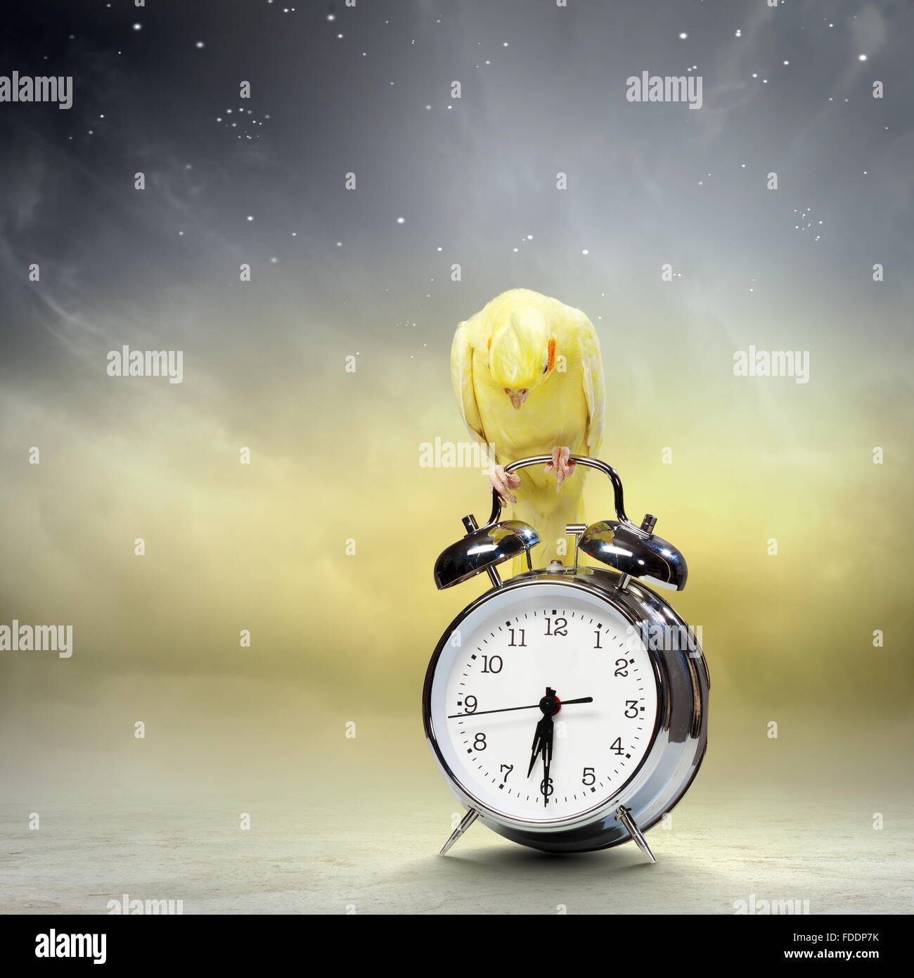 Image of yellow parrot sitting on alarm clock Stock Photo - Alamy