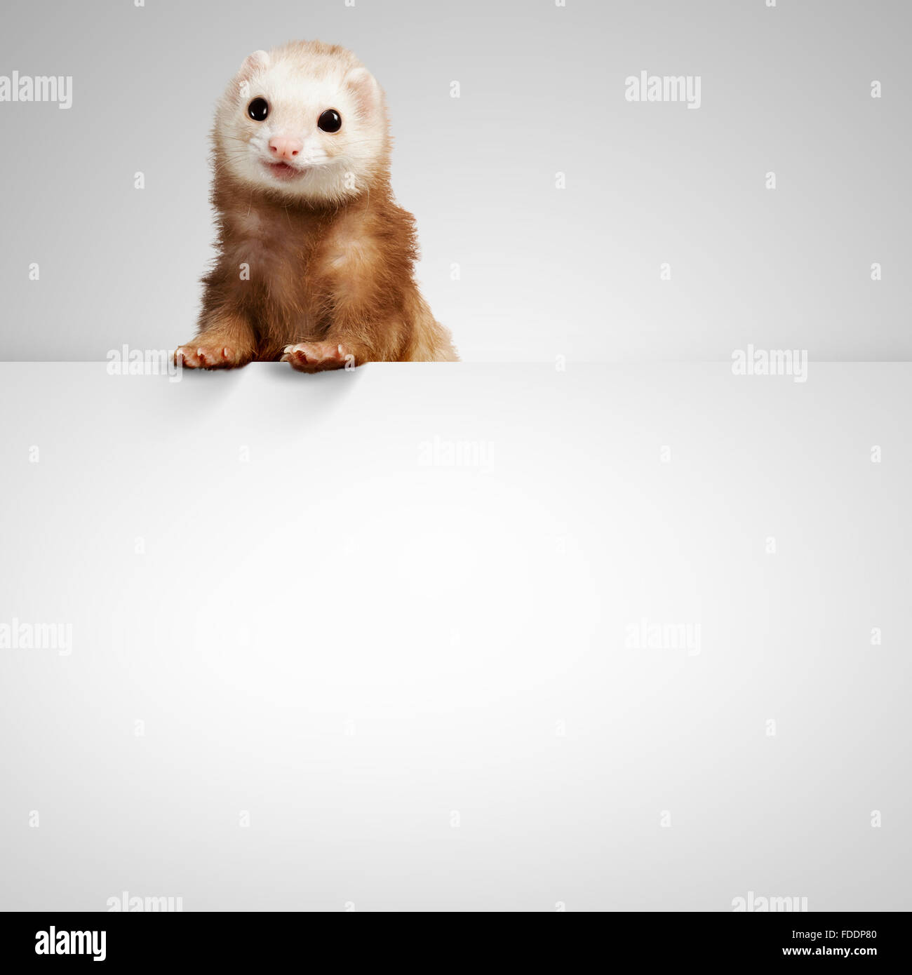 Polecat sitting hi-res stock photography and images - Alamy