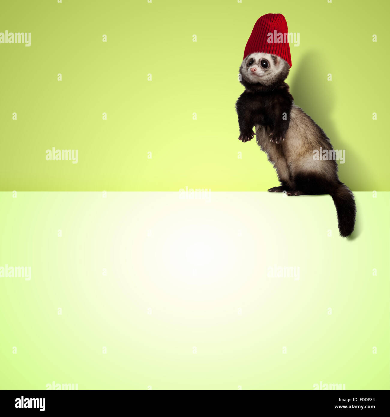 Image of funny polecat sitting on blank banner. Place for text Stock ...