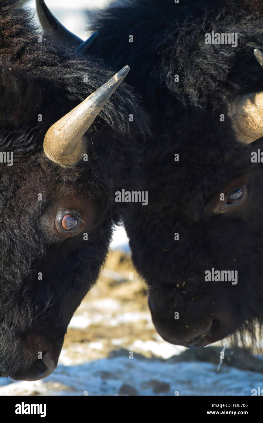 Bull combat hi-res stock photography and images - Alamy