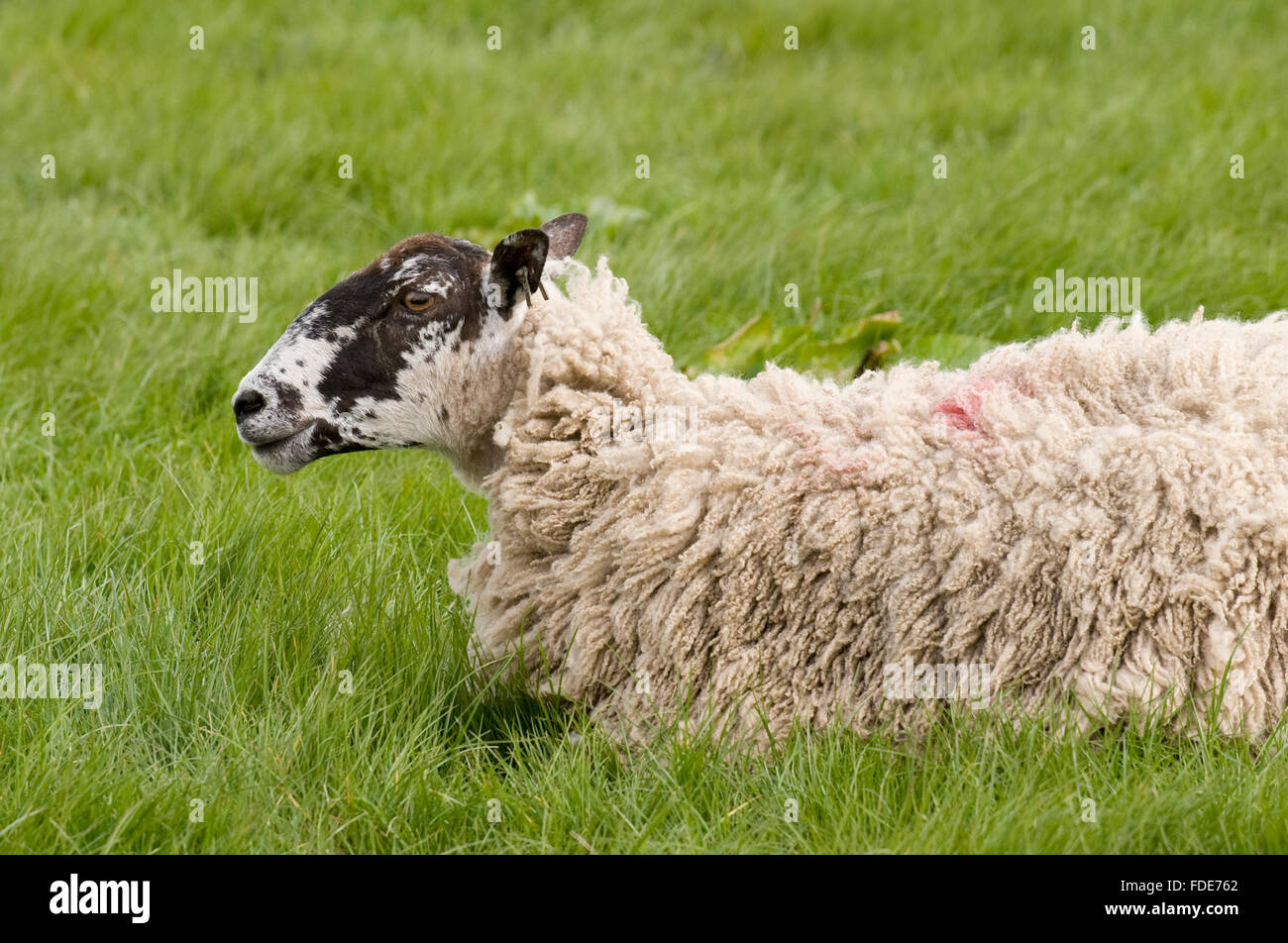 North of England Mule sheep lying in a field of lush grass - the shaggy ...