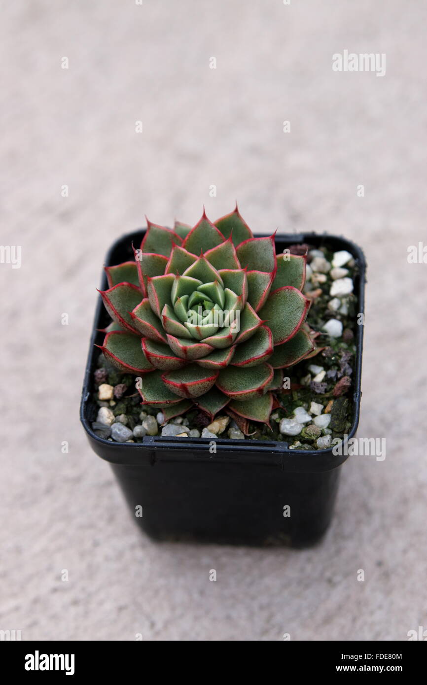 Shamrock hi-res stock photography and images - Alamy