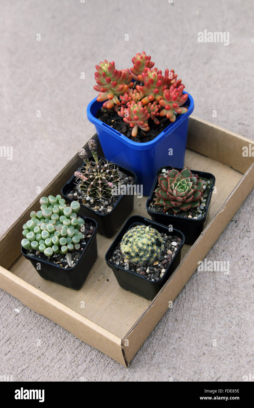 Succulents hi-res stock photography and images - Alamy