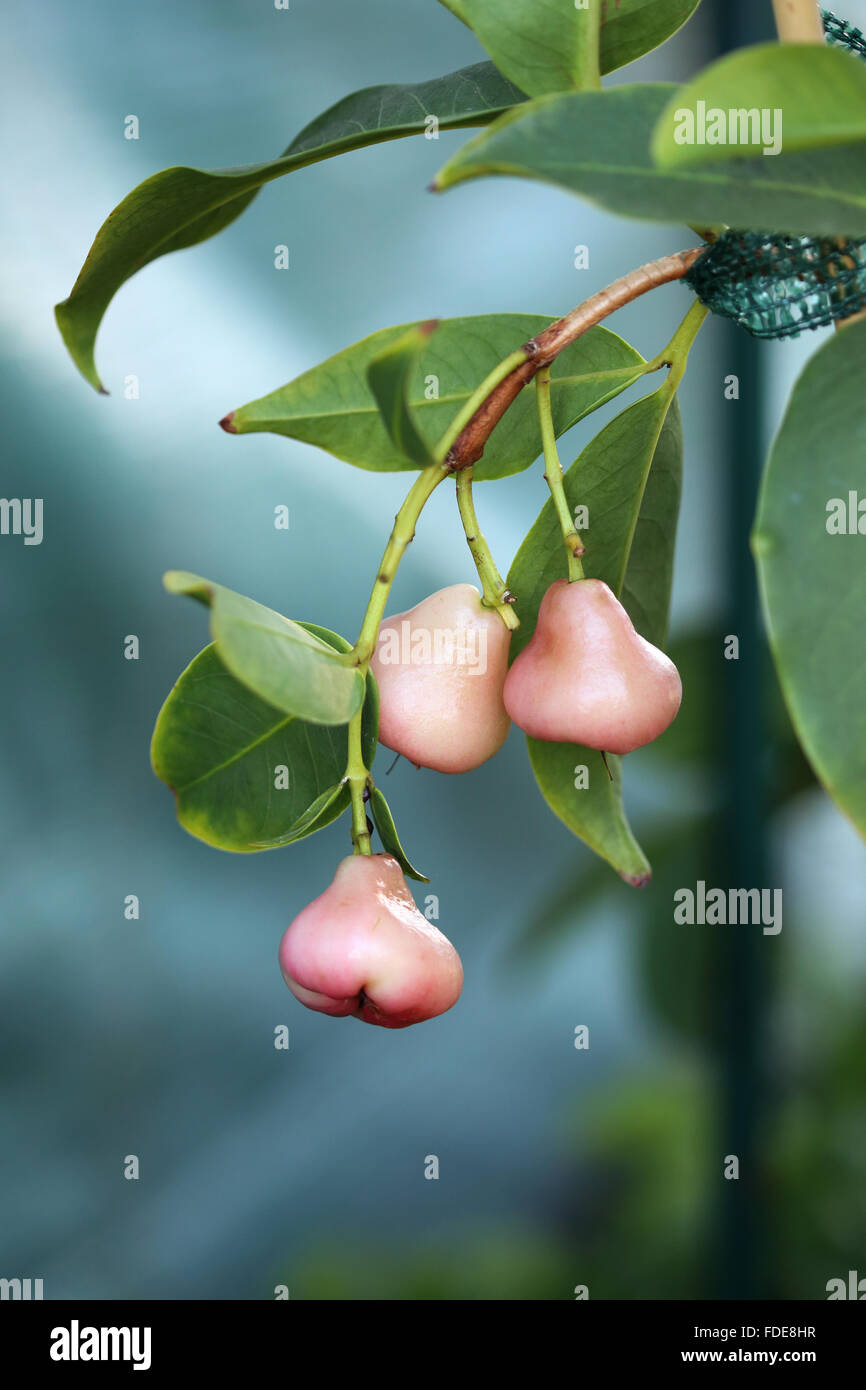 Tree shaped vertical garden hi-res stock photography and images - Alamy