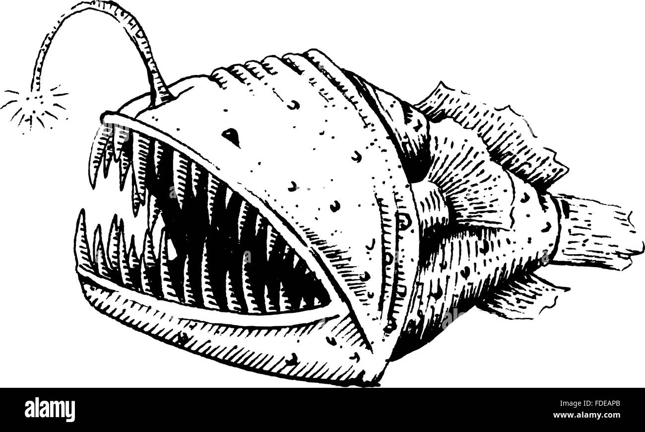 Anglerfish deep sea hi-res stock photography and images - Alamy