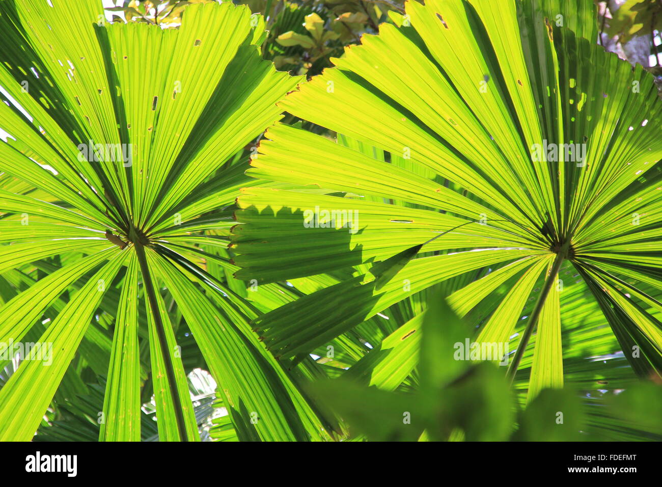 green palms background Stock Photo - Alamy