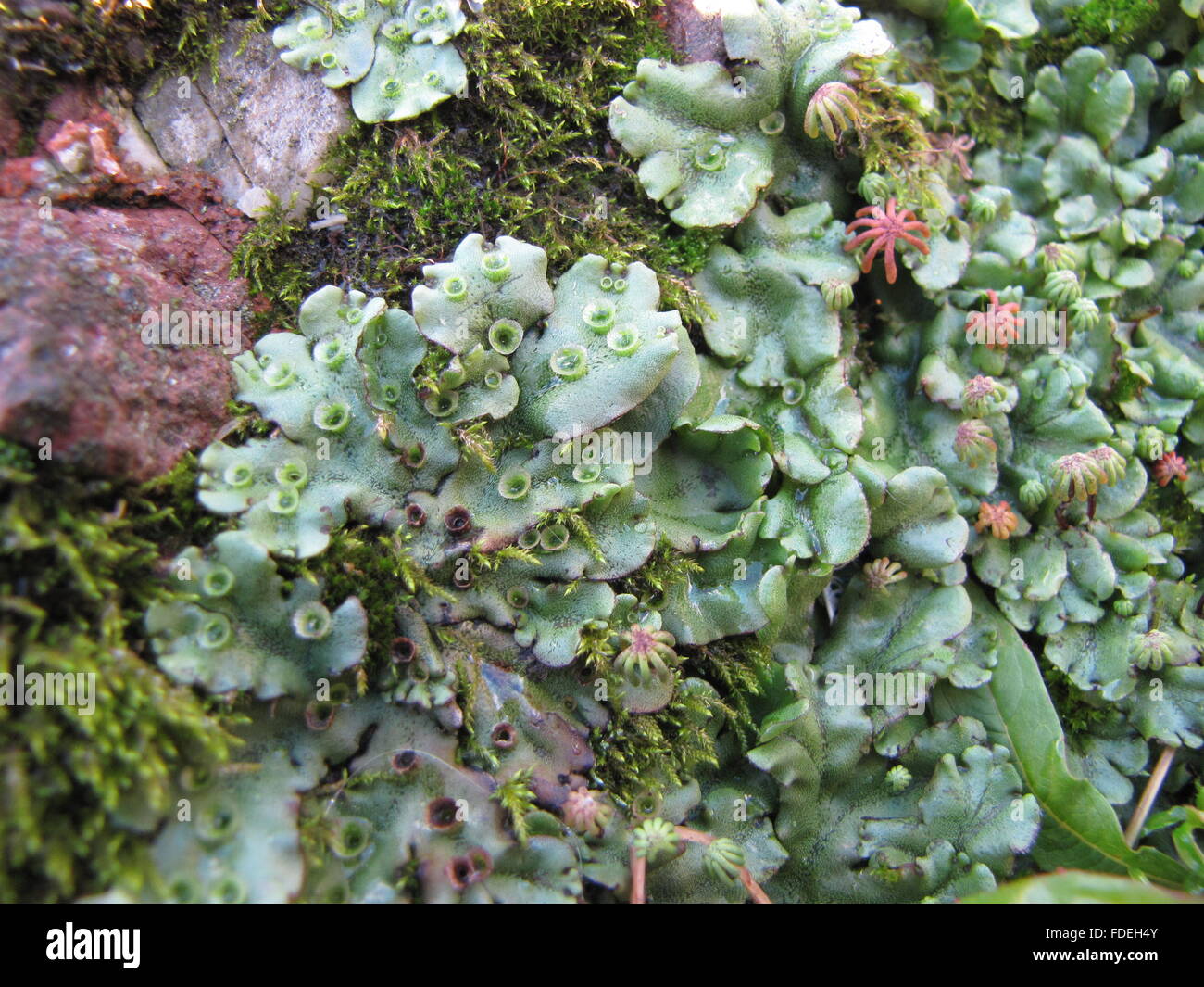 Liverwort (phylum marchantiophyta) growing on a rock Stock Photo - Alamy