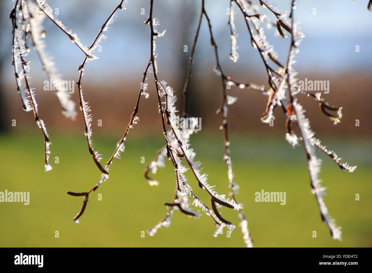 frozen branches at the lake Stock Photo - Alamy
