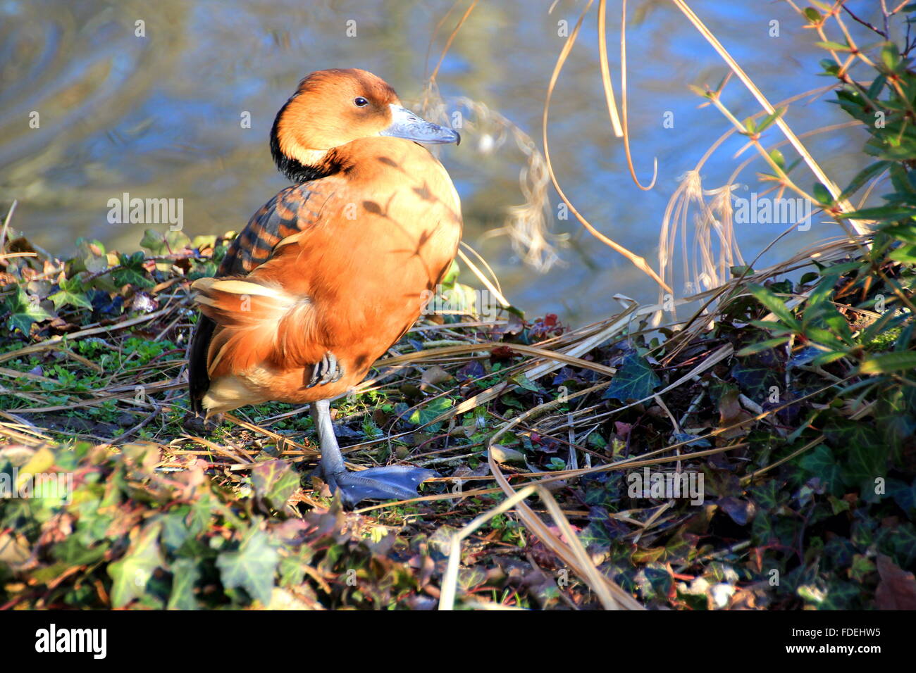 Brown ducks hi-res stock photography and images - Alamy