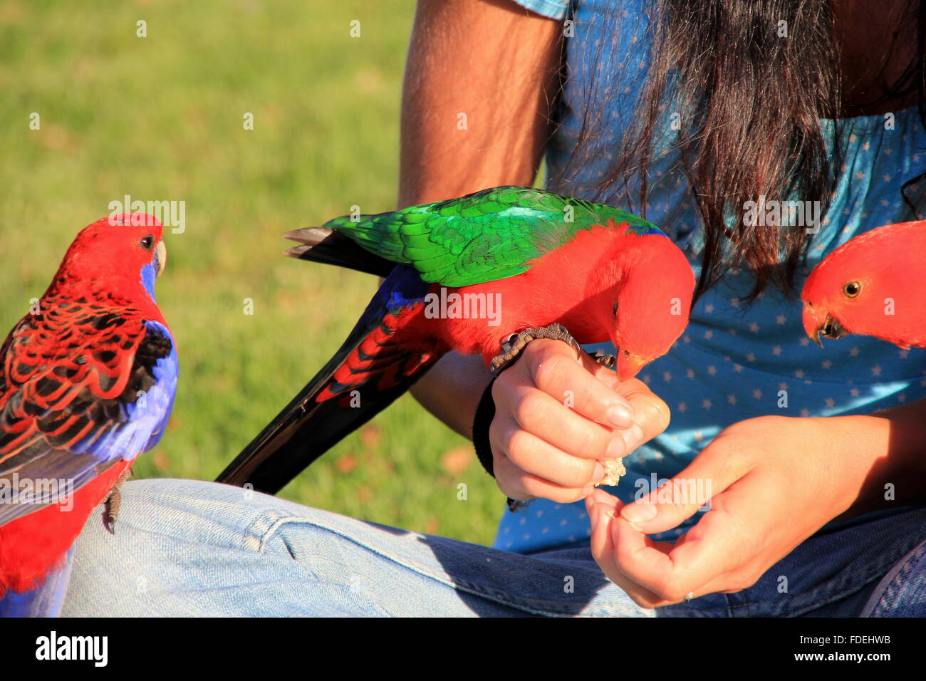 Exotic birds australia hi-res stock photography and images - Alamy