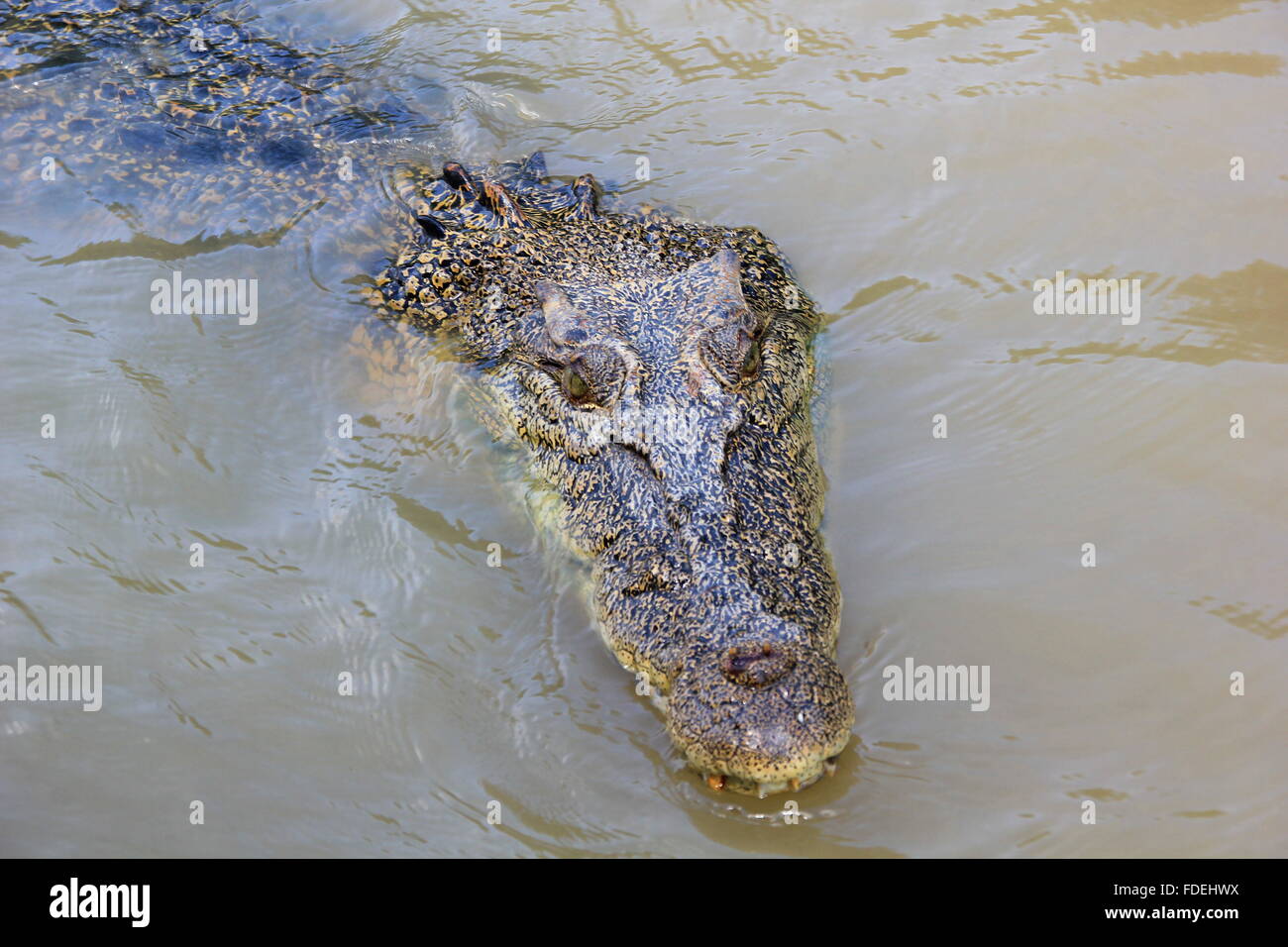 crocodile in the water Stock Photo - Alamy