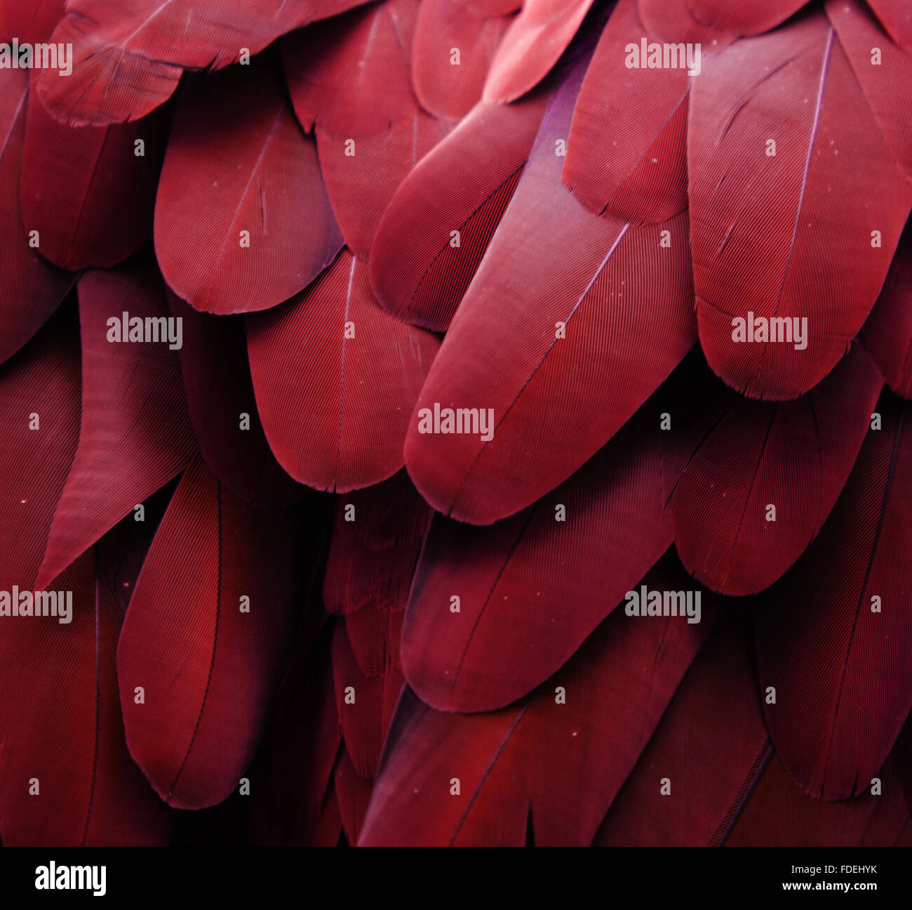 Red bird feathers from a macaw parrot Stock Photo - Alamy