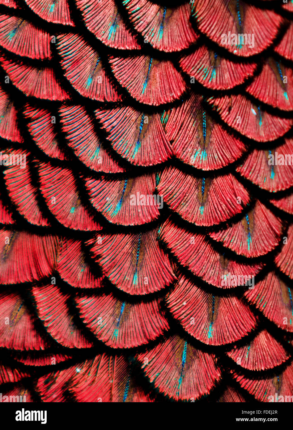 Red bird feathers Stock Photo - Alamy