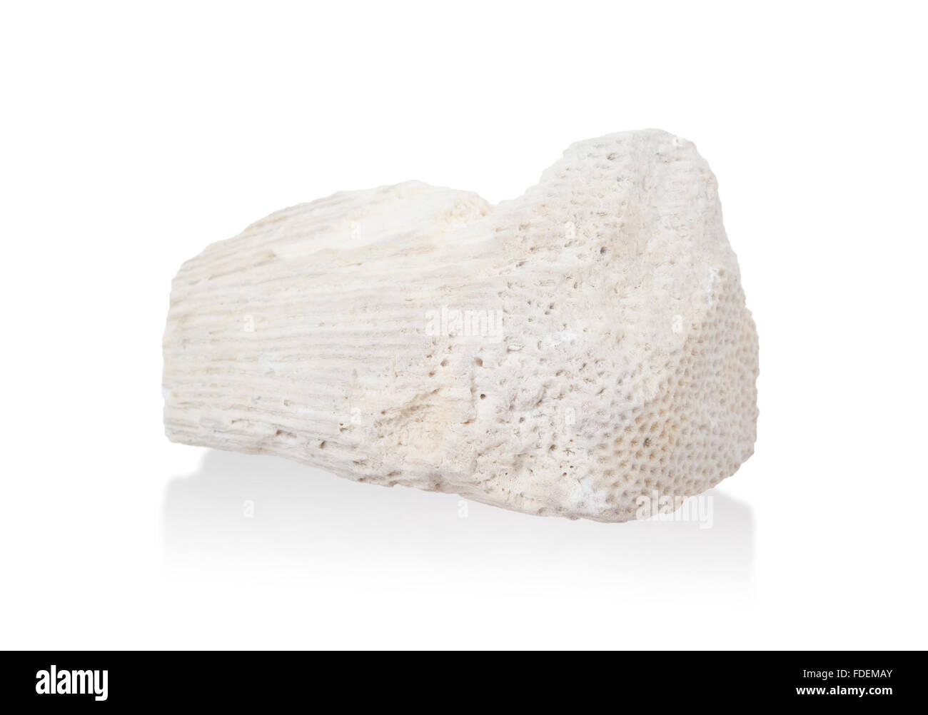 White coral stone isolated on a white background Stock Photo - Alamy