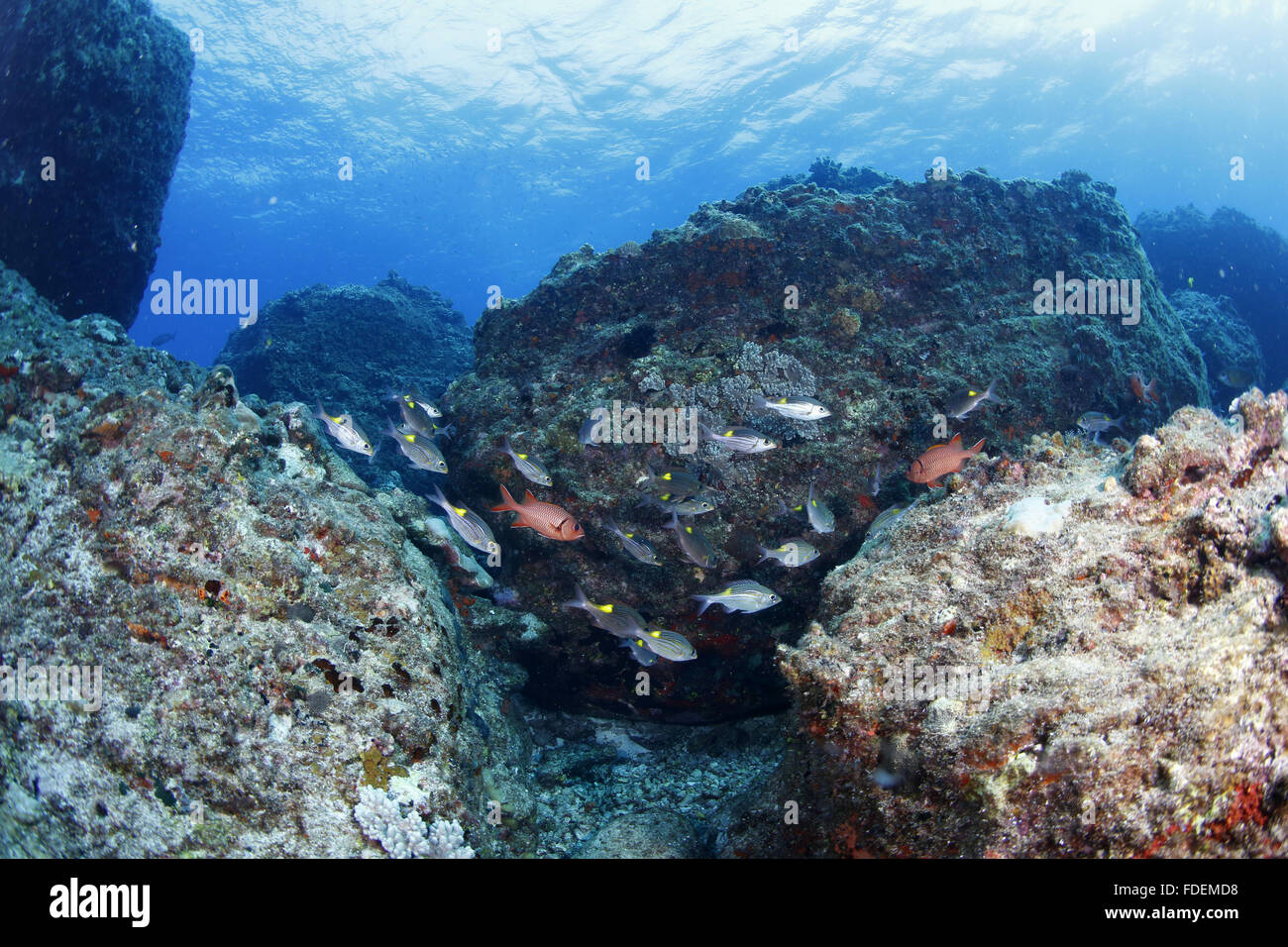 Volcano Island coral Stock Photo - Alamy