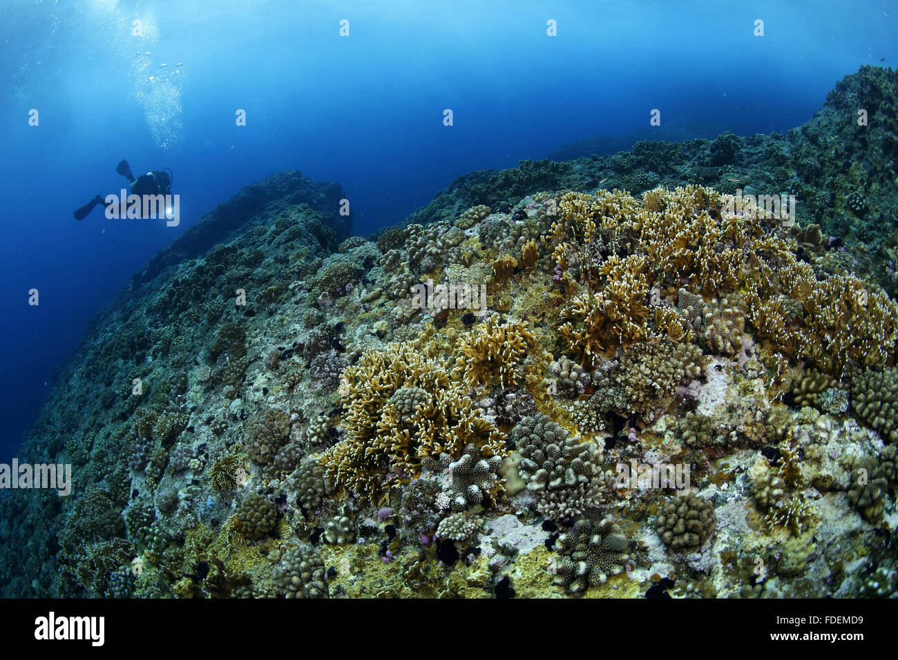 Volcano Island coral Stock Photo - Alamy