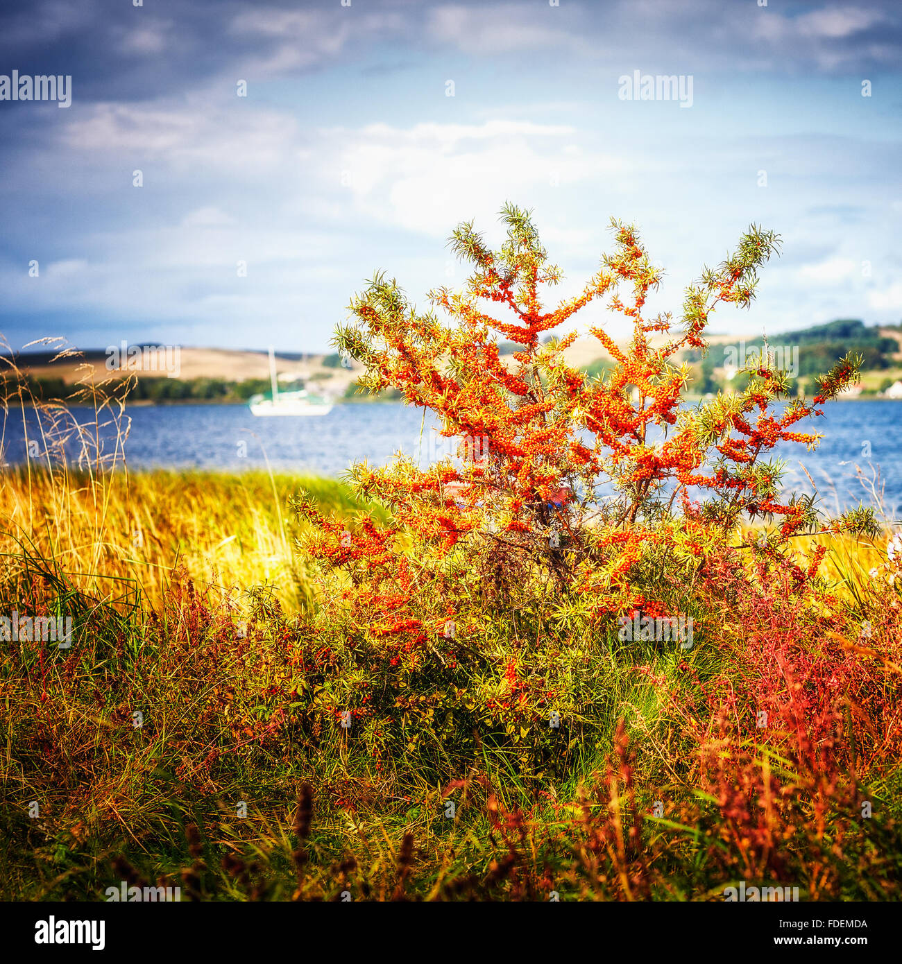 Sea buckthorn tree. Baltic sea coastal landscape. Beauty in nature ...