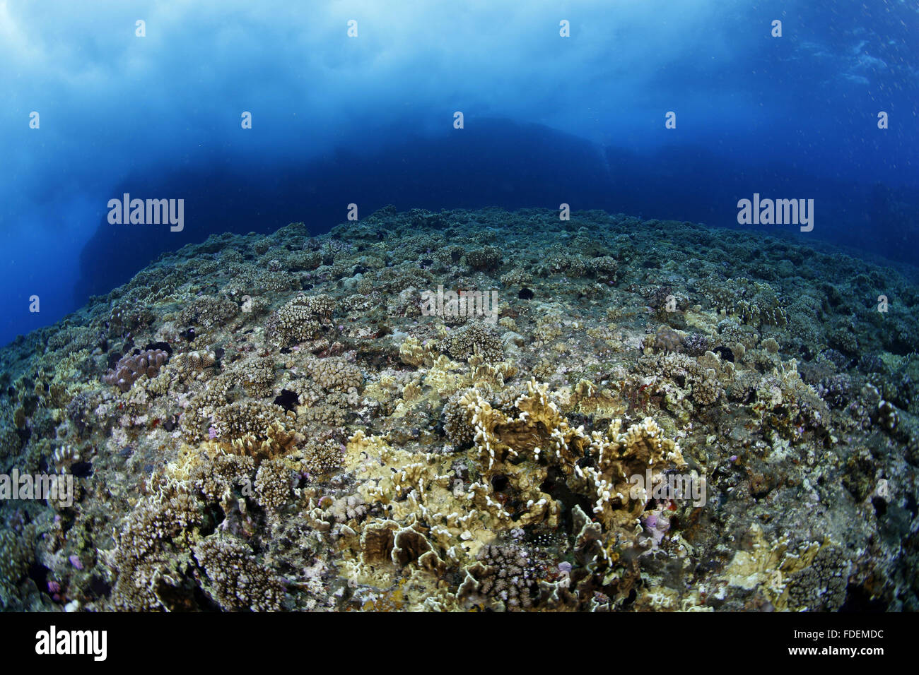 Volcano Island coral Stock Photo - Alamy