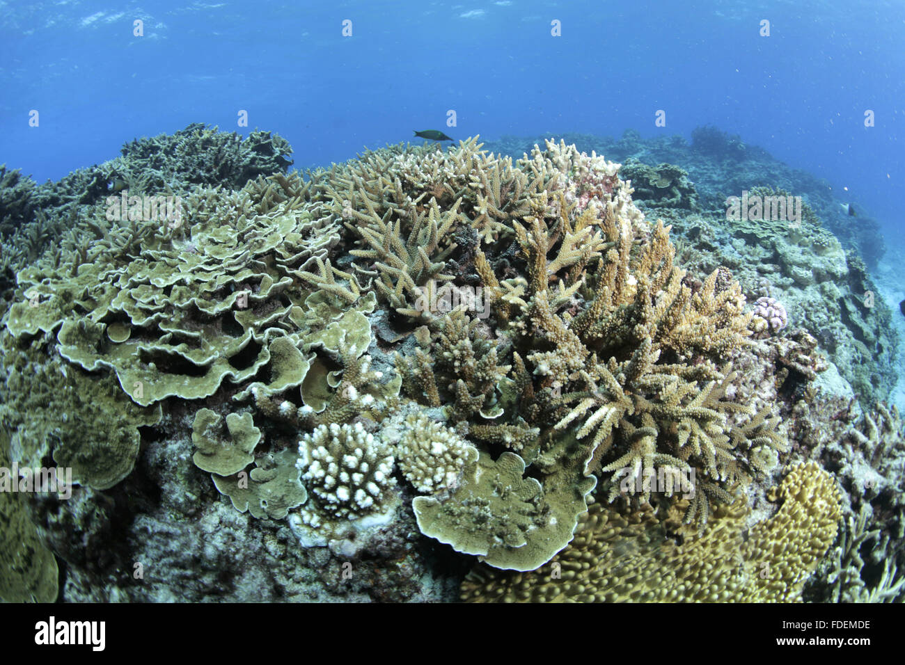Volcano Island coral Stock Photo - Alamy