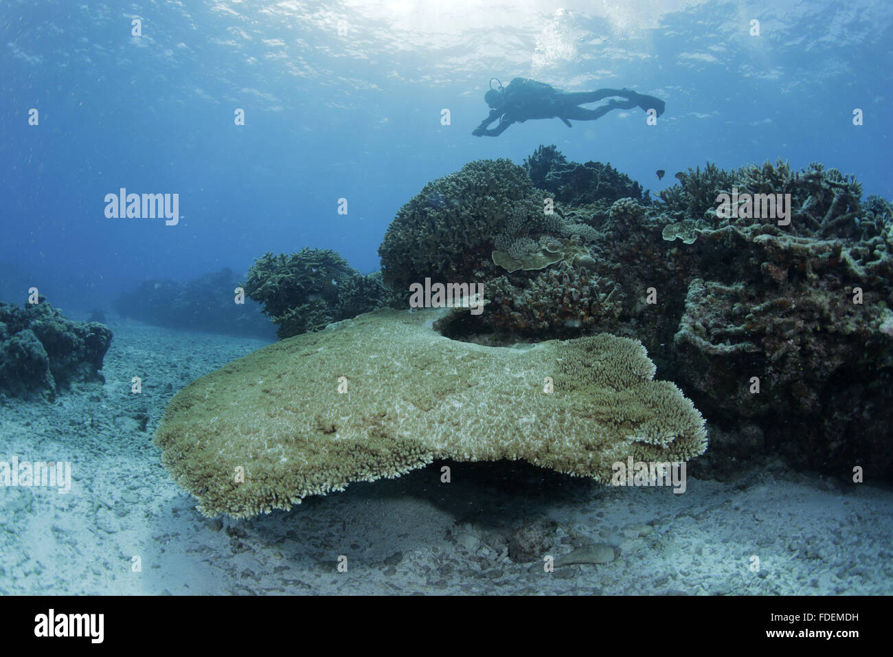 Volcano Island coral Stock Photo - Alamy