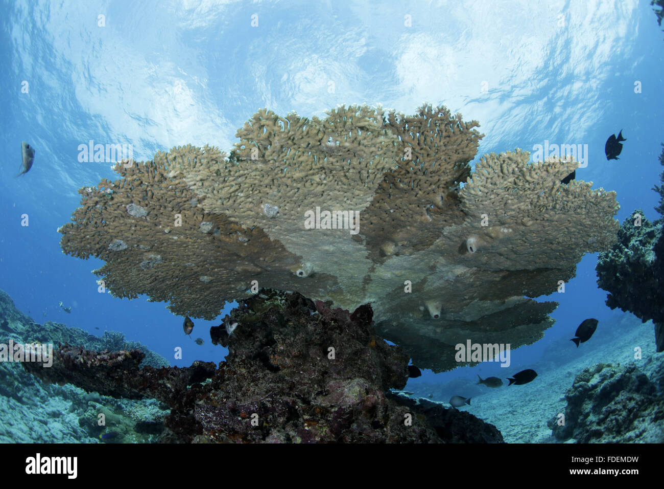 Volcano Island coral Stock Photo - Alamy
