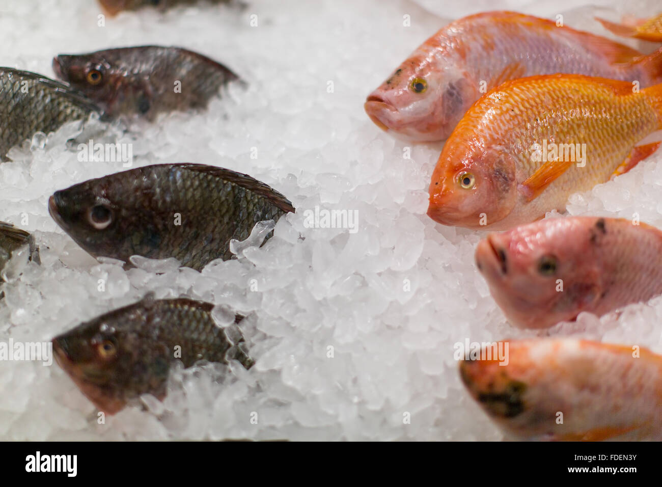 Frozen fish supermarket hi-res stock photography and images - Alamy