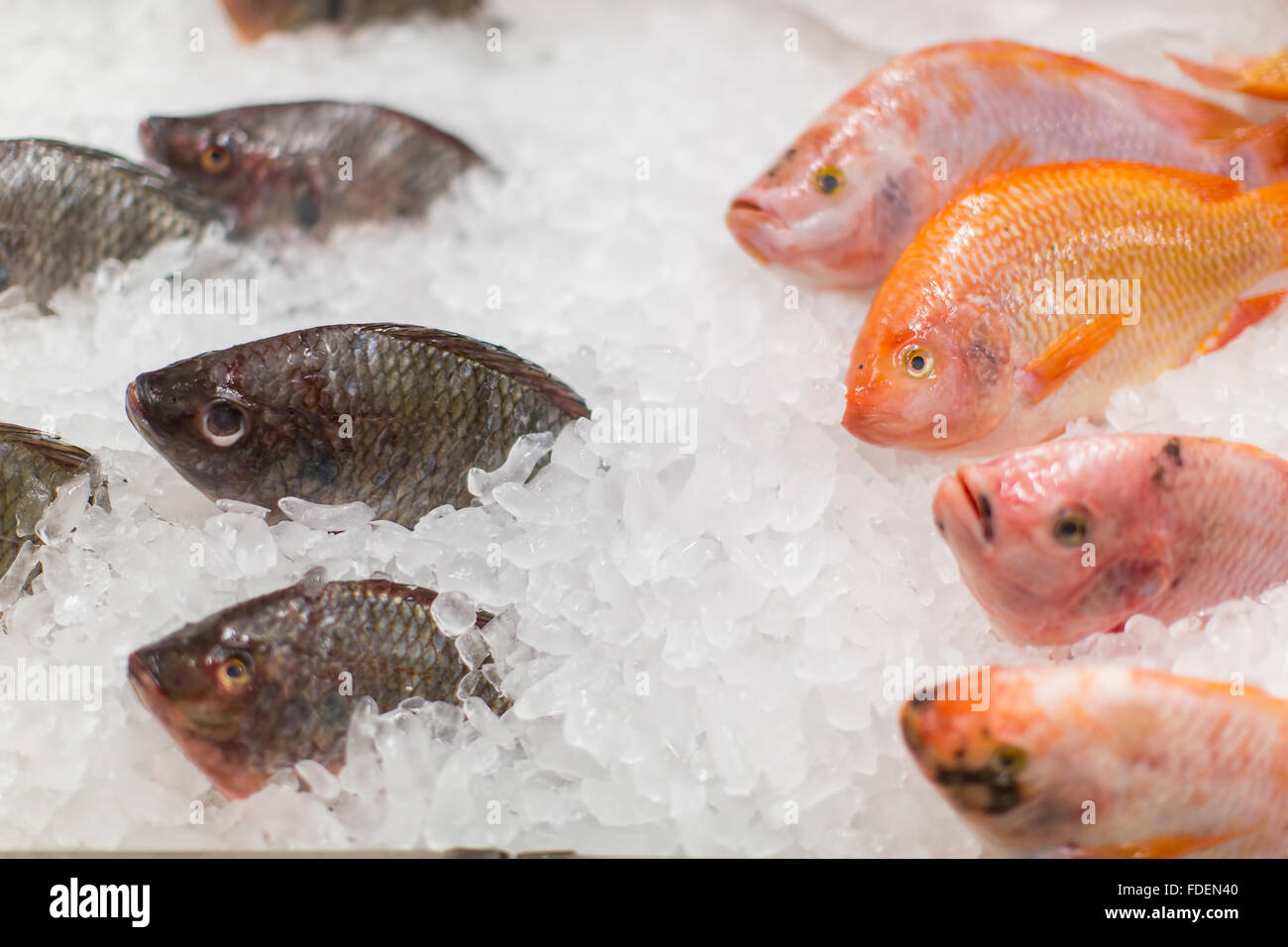 Frozen fish in ice in the store Stock Photo - Alamy