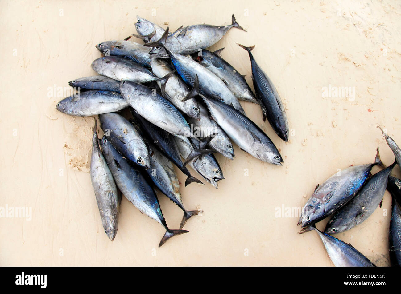 Large tuna hi-res stock photography and images - Alamy