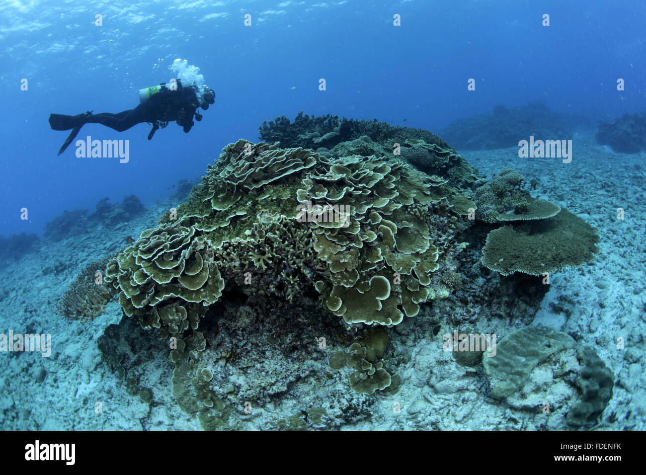 Volcano Island coral Stock Photo - Alamy