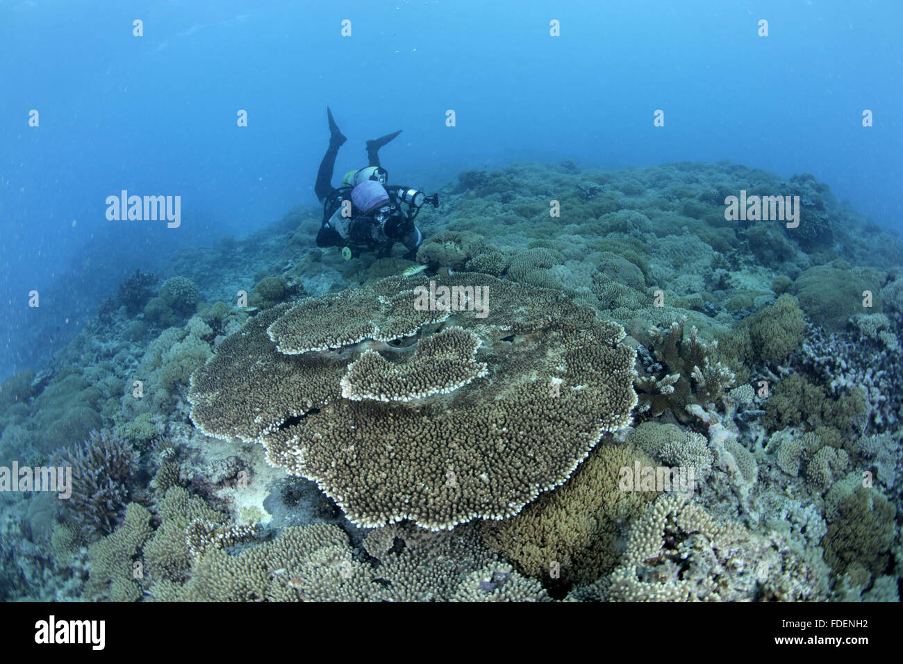 Volcano Island coral Stock Photo - Alamy