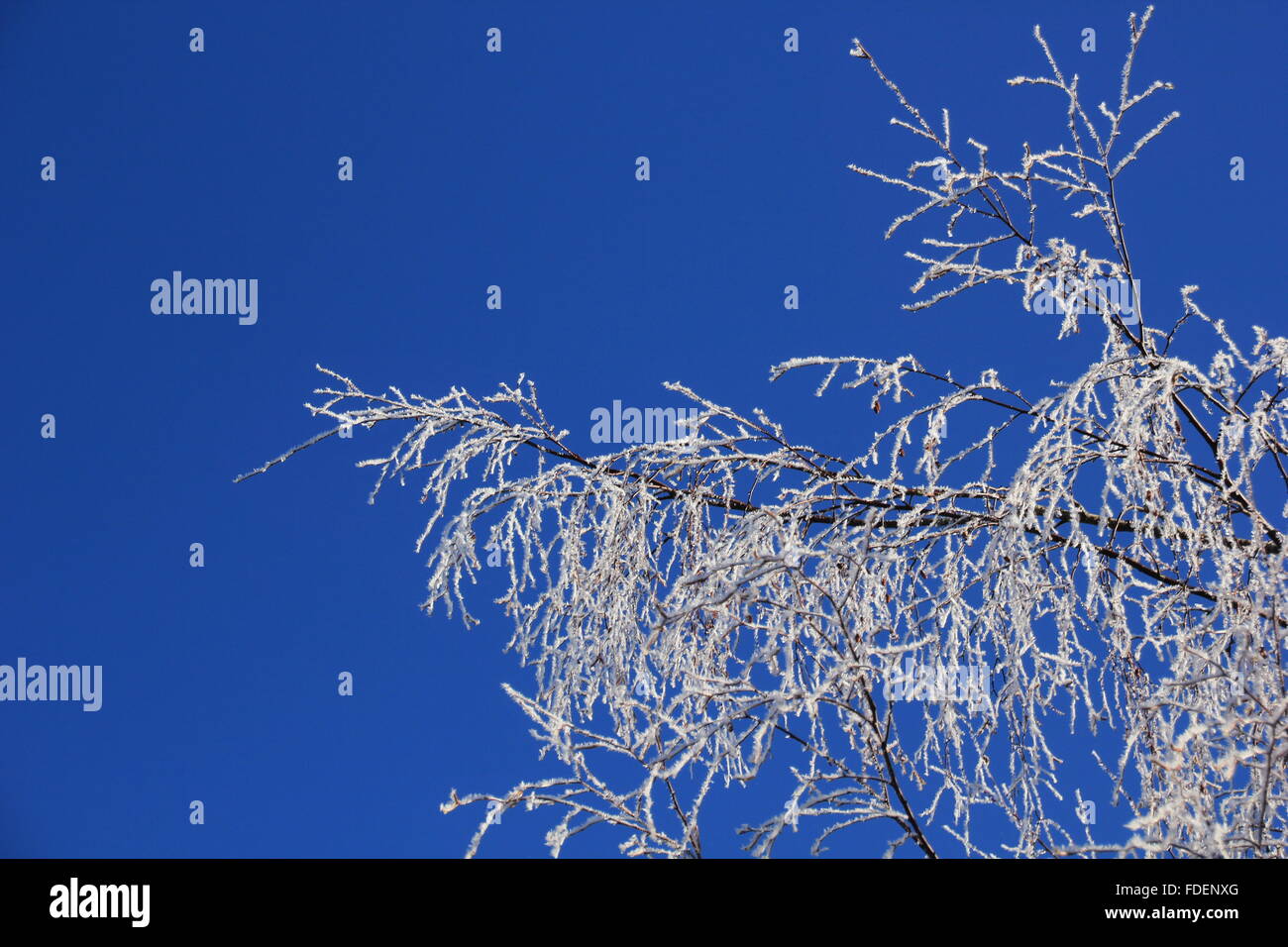 Frozen birch tree branches hi-res stock photography and images - Alamy
