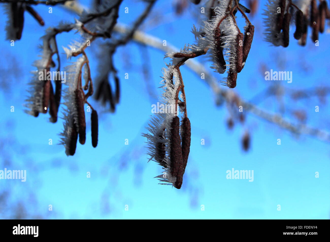 Frozen catkins hi-res stock photography and images - Alamy