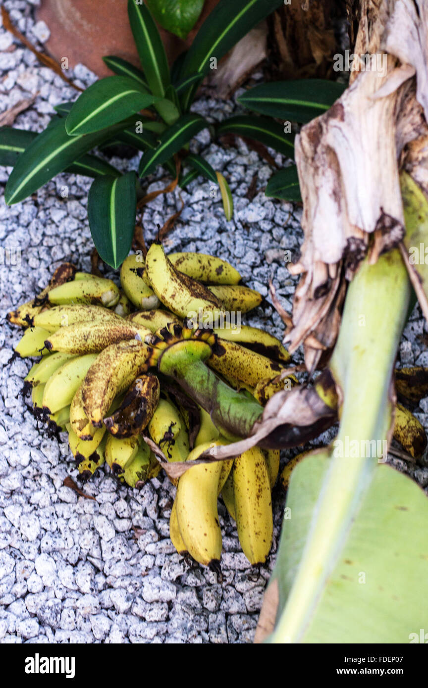 Yellow fruit banana plant hi-res stock photography and images - Alamy