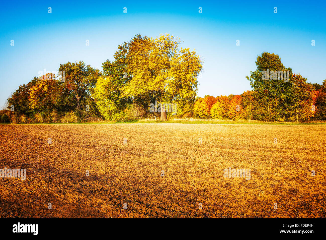 Gold agricultural field with trees and clear blue sky. Autumn landscape ...