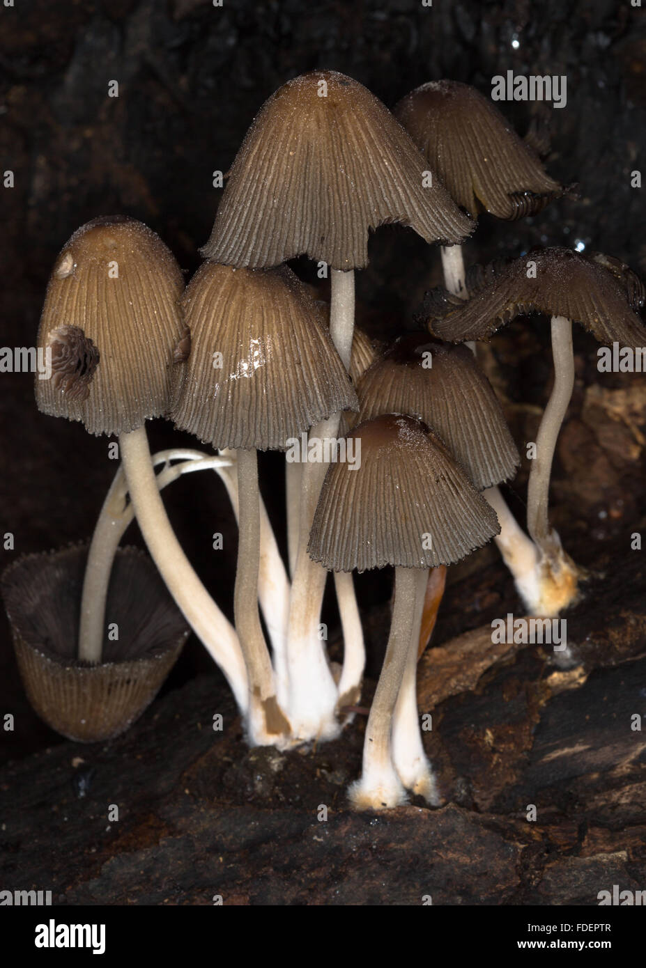 A macro image of wild growing British mushrooms/fungi, possibly ...