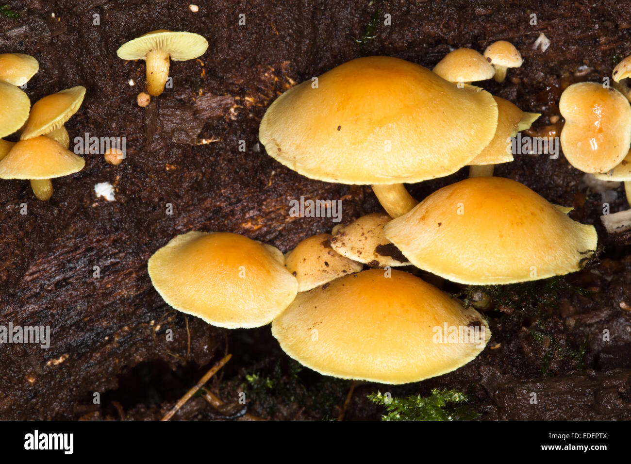 Galerina Marginata Stock Photos & Galerina Marginata Stock Images - Alamy
