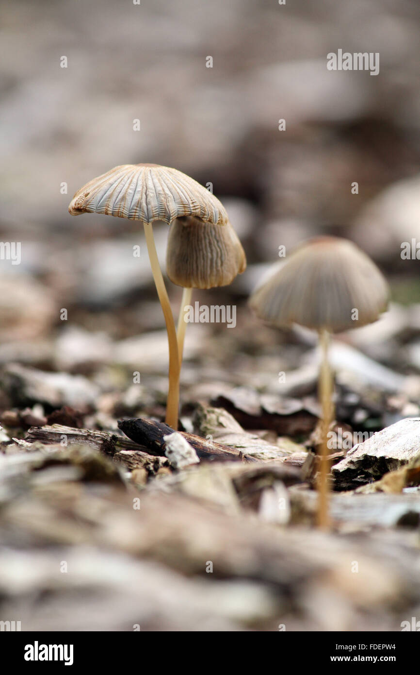 Woodchip fungi/mushrooms, possibly Pleated Inkcap (Parasola plicatilis ...