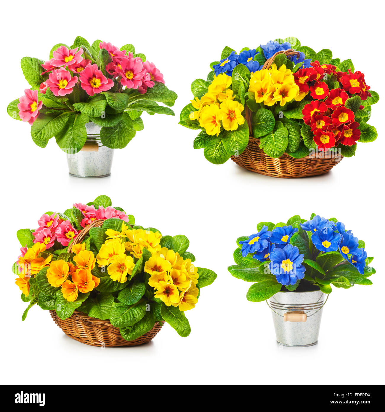 Primula spring flowers in basket and bucket collection isolated on ...