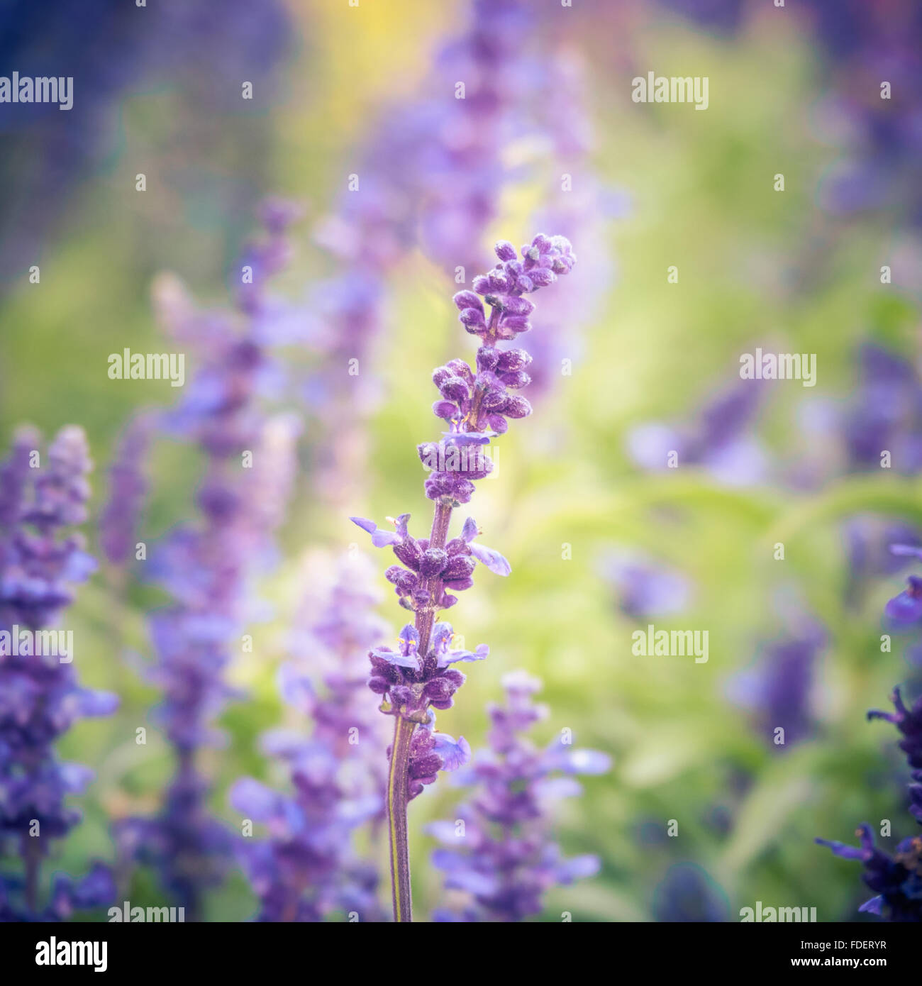 Soft focus lavender hi-res stock photography and images - Alamy