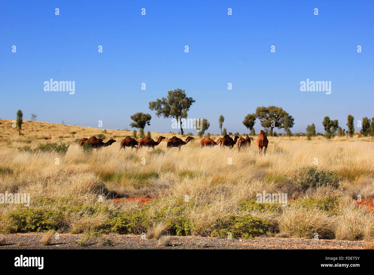 wild Camels in the australian outback Stock Photo - Alamy