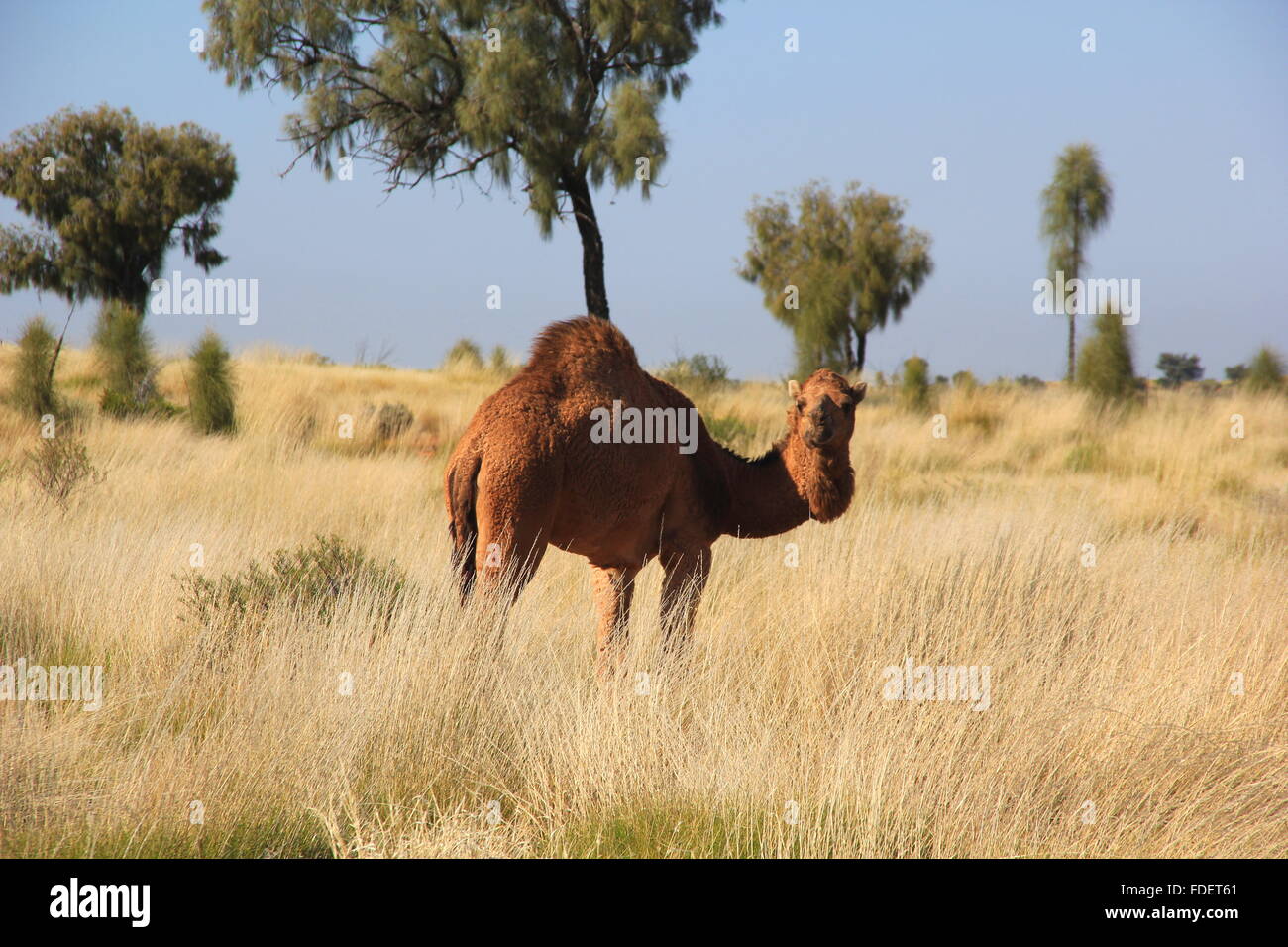 wild Camel in the australian outback Stock Photo - Alamy