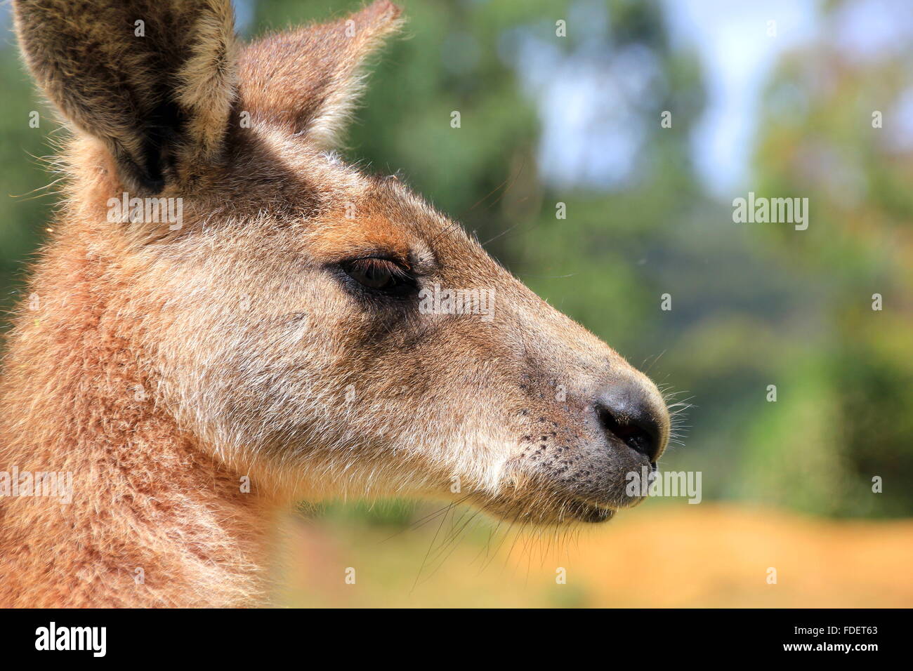 Kangaroo Face Side View