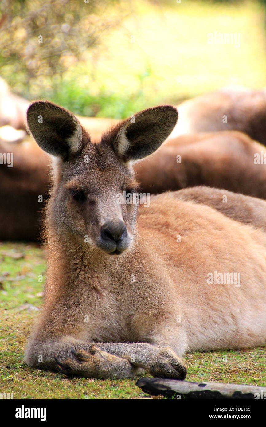 Relaxing kangaroo hi-res stock photography and images - Alamy