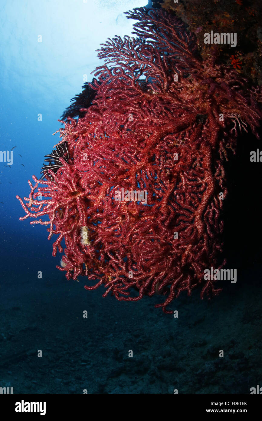 Coral Island Coral Stock Photo - Alamy