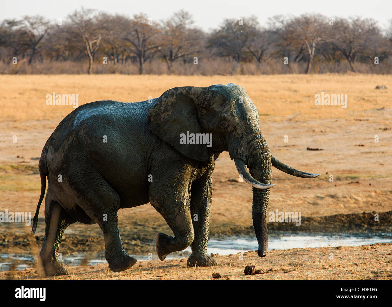African elephant walking close wildlife hi-res stock photography and ...